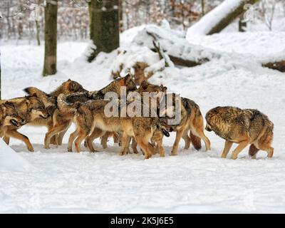 A group of wolves playing Stock Photo - Alamy