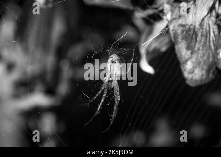 Selective focus shot of a spider sewing a net Stock Photo - Alamy
