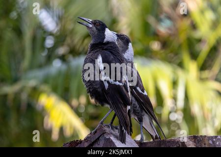 Australian Magpies Singing Stock Photo - Alamy