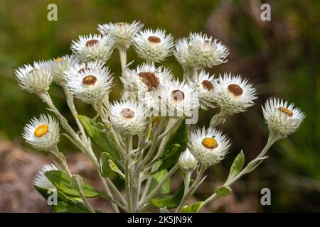 Australian White Paper Daisy or Tall Everlastings growing in the Royal ...