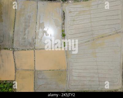 Wet plowed paddy field ready to be cultivate. Farmer plough and ...