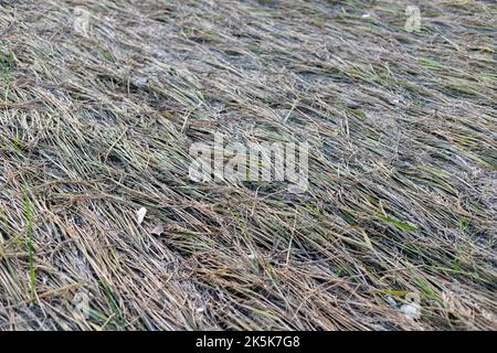 Rice crop buried in mud after heavy flooding in the river Stock Photo ...