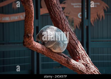 A closeup of an adorable koala lying on a tree branch Stock Photo - Alamy