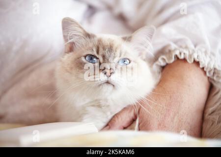 Closeup shot of a fluffy cat lying on the green grass Stock Photo - Alamy