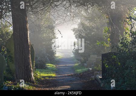 Mist and low sunlight create a spooky atmosphere in an English ...