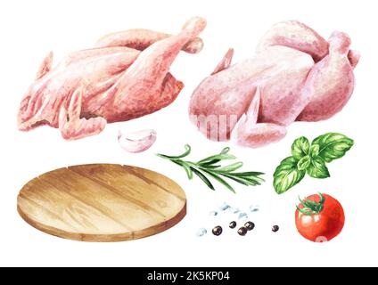 Raw broiler chicken carcass. Hand drawn watercolor illustration ...