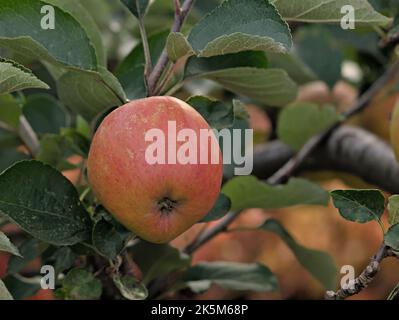 Ribston Pippin apple tree in fruit, ready for harvesting Stock Photo ...