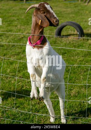 Goat standing on two legs Stock Photo - Alamy