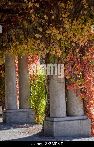 Pergola near Centennial Hall covered with colorful autumn creeper ...