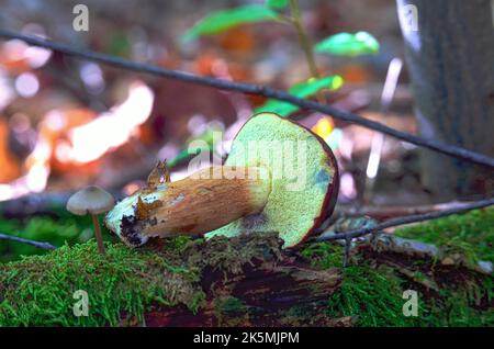 Maronenröhrling auf Waldboden im Moos Stock Photo - Alamy