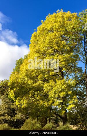 Yellow autumn foliage of ash tree against blue sky with clouds Stock ...