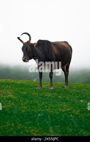 Indian cow on a green misty mountain Stock Photo - Alamy