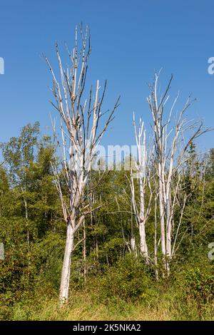 Old, dead poplar tree in Cascade Mountains in Washington State Stock ...