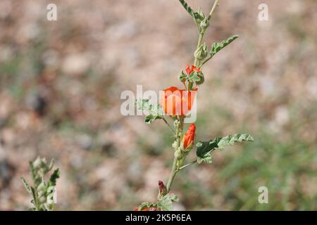 Orange flowering raceme inflorescence of Sphaeralcea Angustifolia ...