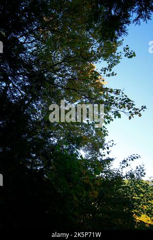 Mohican Gorge Overlook, Mohican State Park, Ohio Stock Photo - Alamy