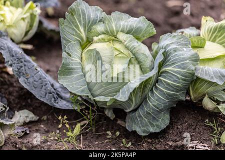 Ripe cabbage growing in the garden Stock Photo - Alamy