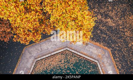 The golden wutong in the autumn, Southeast University, Nanjing, Jiangsu ...