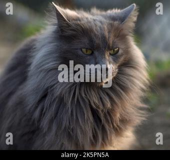 A black Nebelung cat with green eyes screaming and looking sharp Stock ...