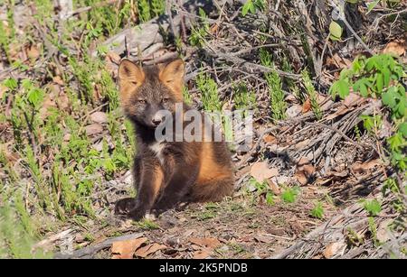 A Red Cross Fox Kit in Alaska Stock Photo - Alamy