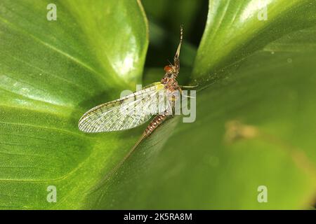 Spiny gilled mayfly (Coloburiscus humeralis Stock Photo - Alamy