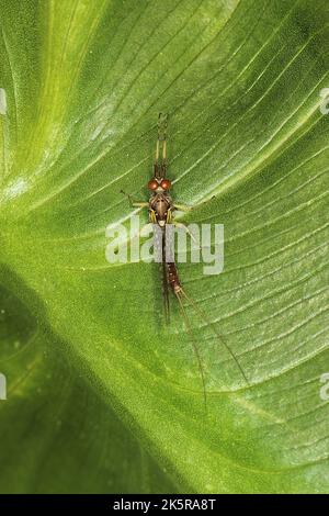 Spiny gilled mayfly (Coloburiscus humeralis Stock Photo - Alamy