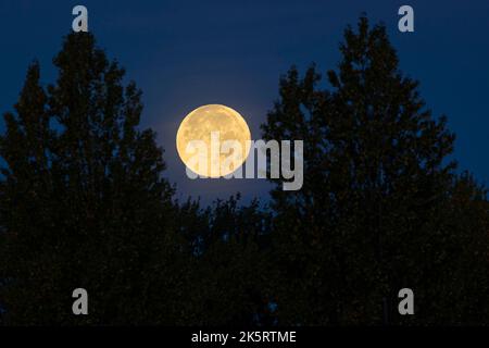 Hanover, Germany. 10th Oct, 2022. The moon can be seen standing low in ...
