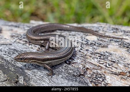 Eastern Three-lined Skink basking on log Stock Photo - Alamy