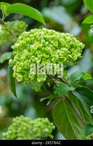 Viburnum macrocephalum 'Sterile', Chinese snowball 'Sterile'. Semi ...