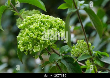Viburnum macrocephalum 'Sterile', Chinese snowball 'Sterile'. Semi ...