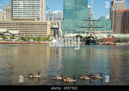 canadian goose swimming in baltimore maryland inner harbor view Stock ...