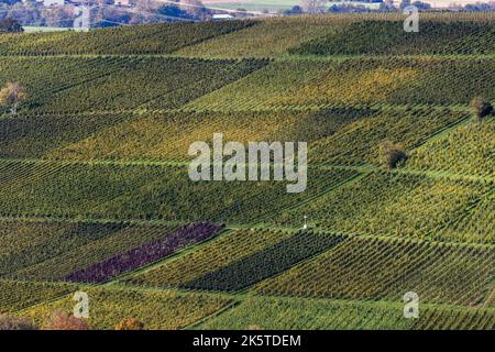Pfaffenweiler, Germany. 10th Oct, 2022. A grape harvester drives ...