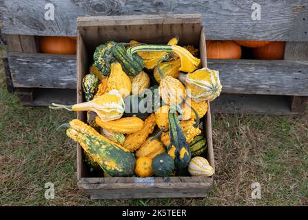 Small various types of gourds fresh from a farmers market on a cool ...