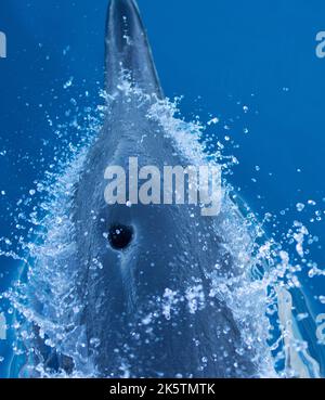 dolphin swimming really fast in the sea water Stock Photo - Alamy