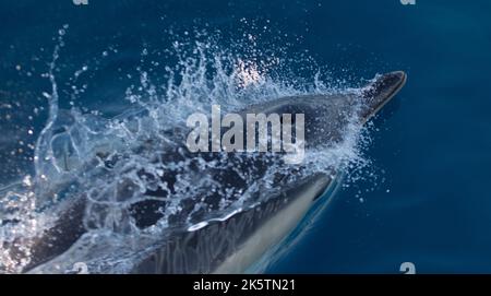 dolphin swimming really fast in the sea water Stock Photo - Alamy