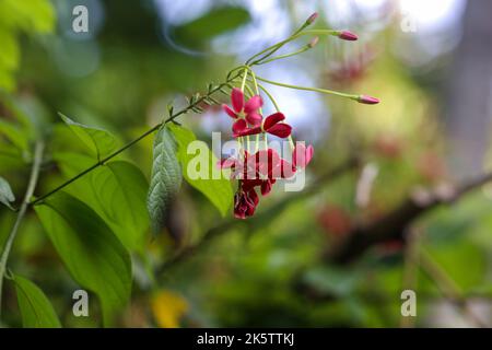 A close-up shot of red Combretum indicums growing in a garden Stock ...
