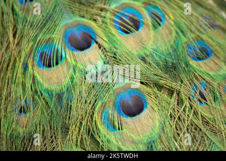 round pattern in peacock feathers close up Stock Photo - Alamy