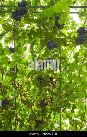 red grapes on a vine arch Stock Photo - Alamy