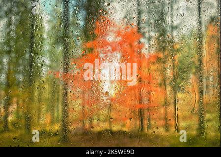Abstract golden autumn tree through window in october forest Stock ...