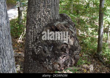 Burls on tree in woods Stock Photo - Alamy