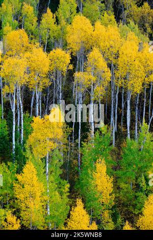 Aspen trunks with golden quaking leaves reach for a blue sky on the ...