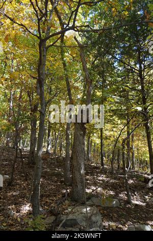 Burls on tree in woods Stock Photo - Alamy