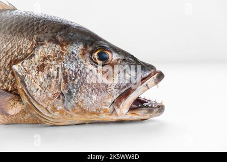 Mangrove gray snapper fish isolated white background full length raw ...