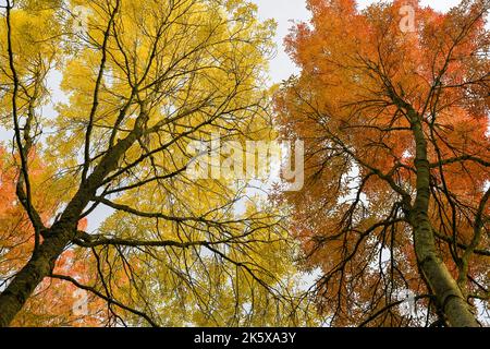 Autumn in Biss Woods, Trowbridge Stock Photo - Alamy