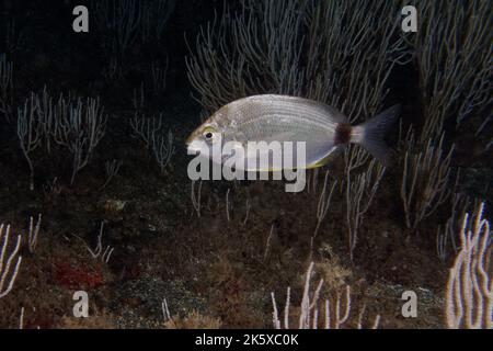 Annular seabream (Diplodus annularis) in Mediterranean Sea Stock Photo ...