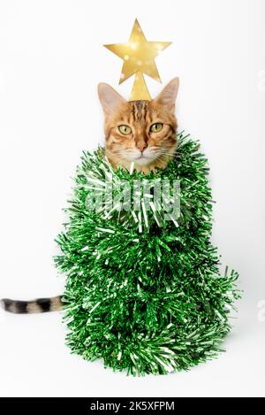 Funny cat with a Christmas star on its head Stock Photo - Alamy
