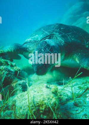 Vertical shot of a sea turtle swimming underwater Stock Photo - Alamy