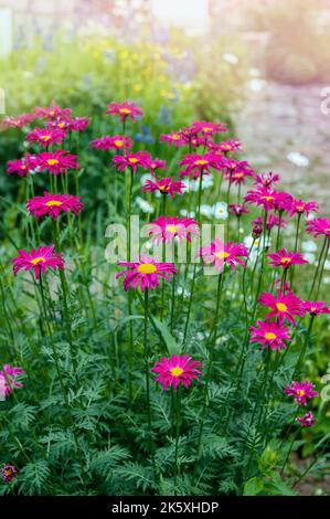 The pink pyrethrum, or Persian Daisy, lat. Pyrethrum roseum Stock Photo ...