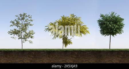 Deciduous tree and soil cut under it, 3d render Stock Photo - Alamy