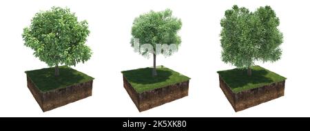 Deciduous tree and soil cut under it, 3d render Stock Photo - Alamy