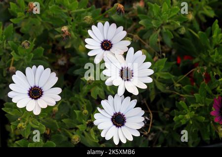 Kastrup/Copenahgen /Denmark/10 October 2022/Daisy flowers in Kastrup ...